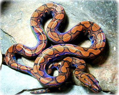Most Amazing: Most Beautiful Snake Brazilian Rainbow Boa