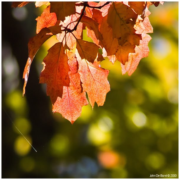 Imagini cu frunze de toamna