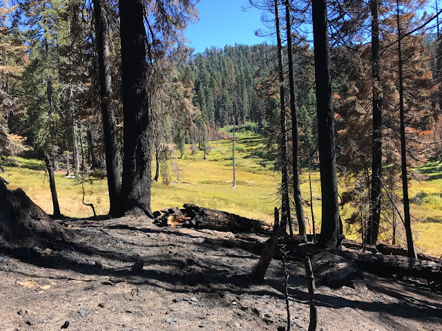 The Siskiyou Crest : 2017 Wallow Fire: Fire Effects in the Marble ...