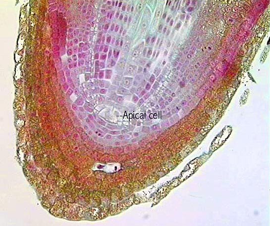 Managing Plant Nutrients: What is Going on Underground? Don't forget ...