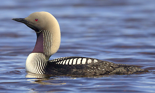 BARRY the BIRDER: Pacific Loon on Lake Simcoe