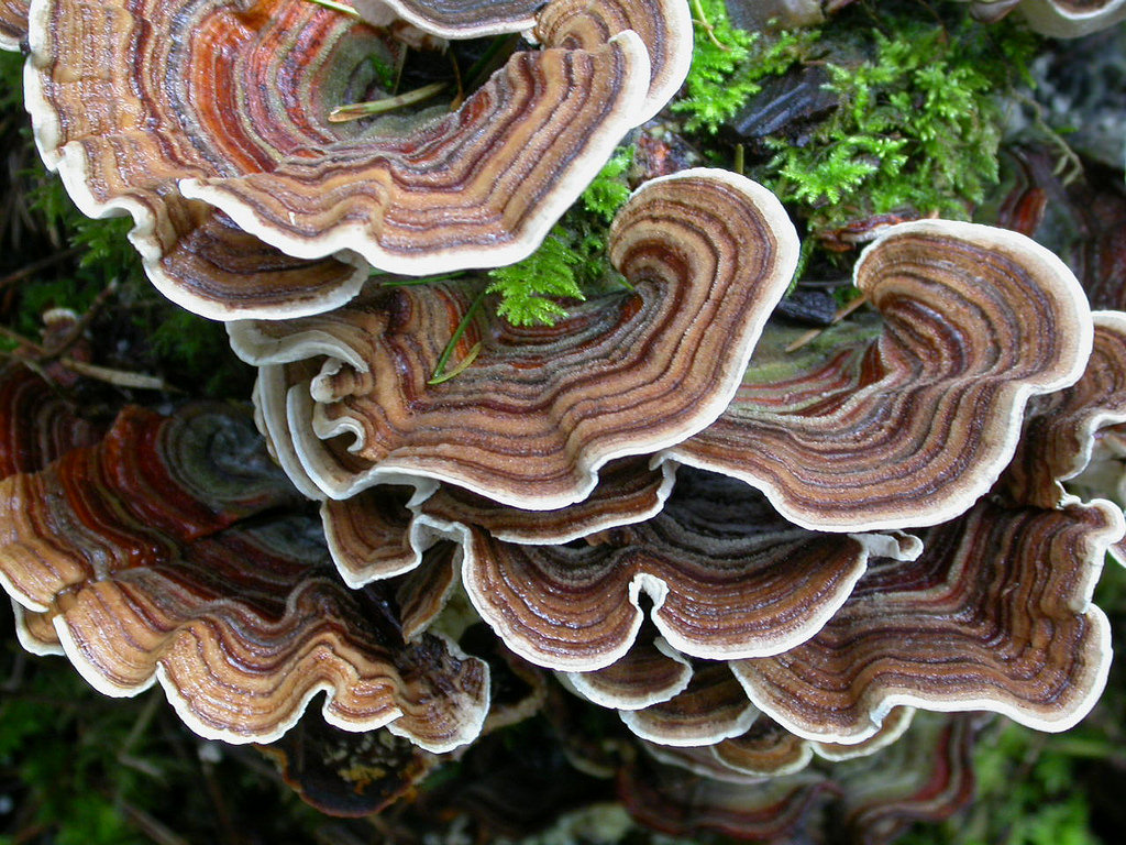 Earth and Space News: Thanksgiving Turkey Tail Mushrooms Fight Cancers ...
