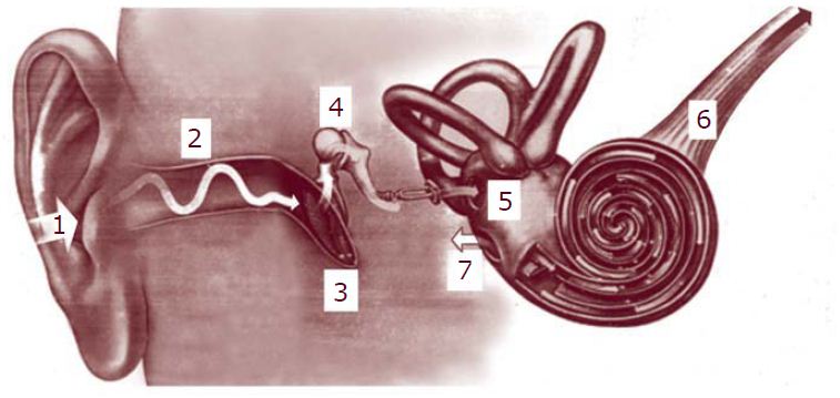 Adin Berliana Blog: Mekanisme Pendengaran Pada Manusia