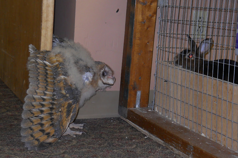 World Bird Sanctuary: 365 Photo Project - Rabbit vs. Owl