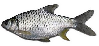 IKAN AIR TAWAR MALAYSIA: IKAN LAMPAM JAWA