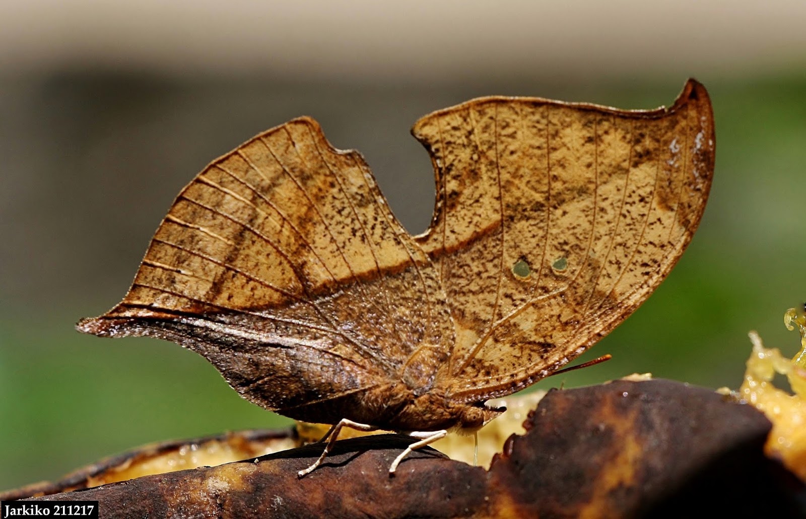 Borboletas e Mariposas: Zaretis strigosus (Gmelin, [1790])