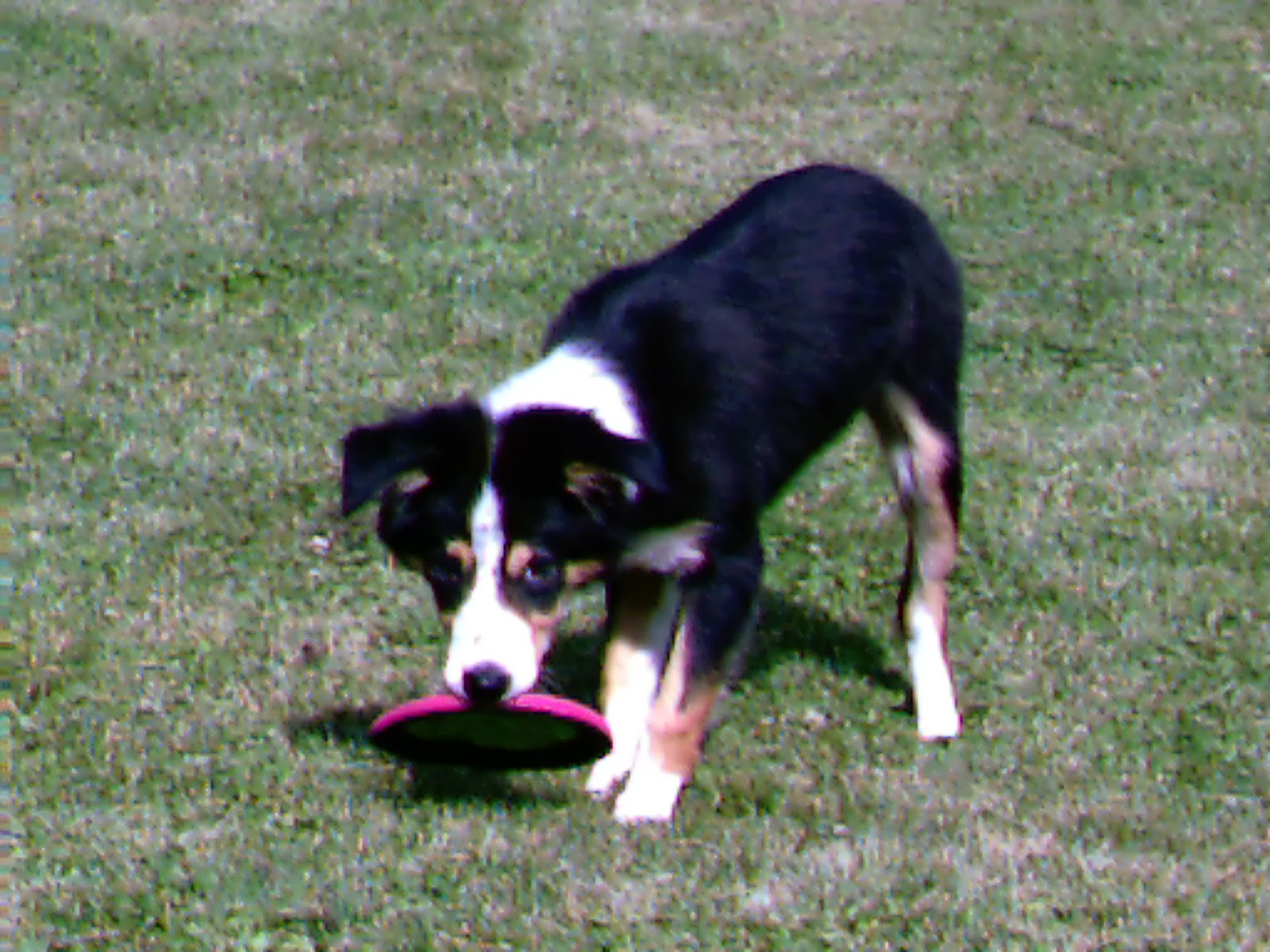 Raising Cinder, a Border Collie Puppy: Big Pawprints to Fill - Gilley's ...