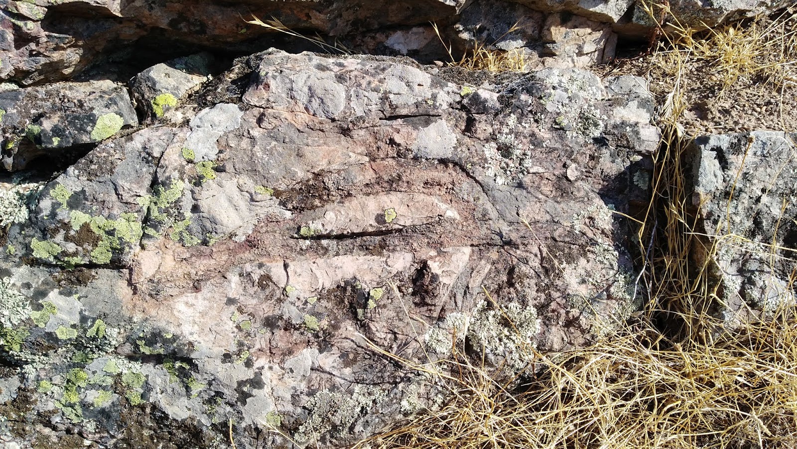 Arroba de los Montes: EL GUSANO GIGANTE FOSIL(Paleoficus tubularis) EN ...