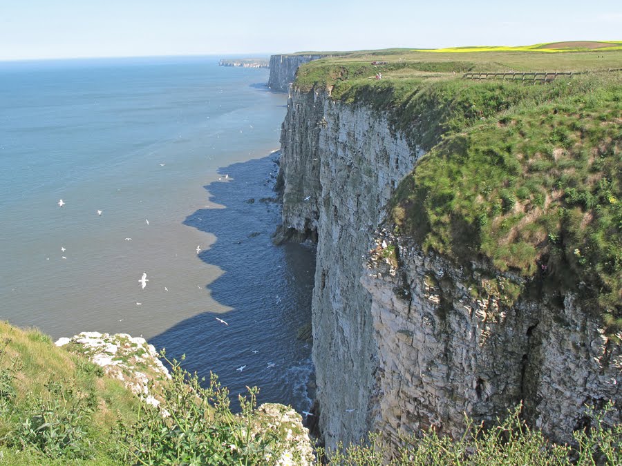 Brian Rafferty...Wildlife Photographer: Bempton Cliffs