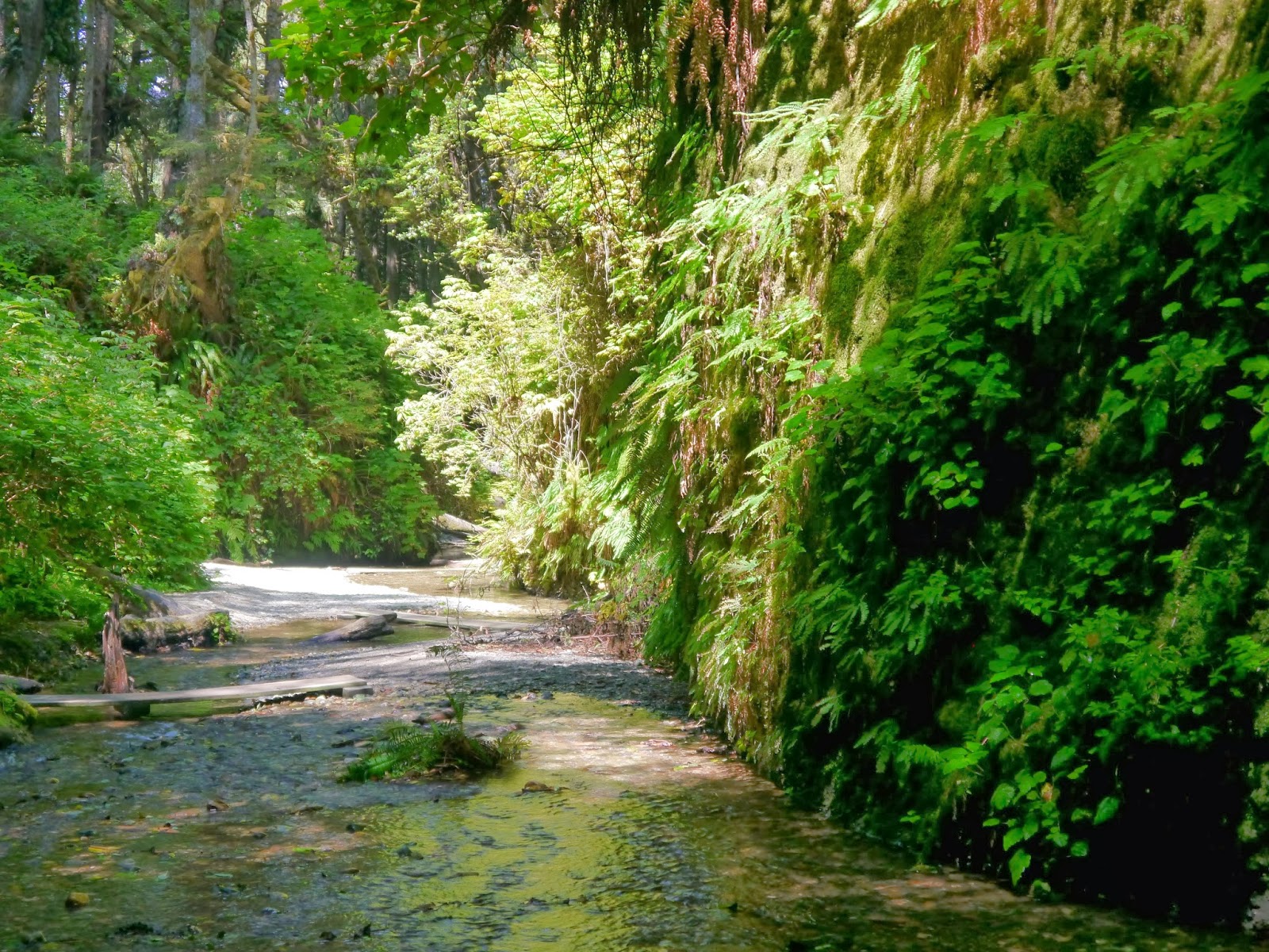 American Travel Journal: Fern Canyon Trail - Redwood National and State ...