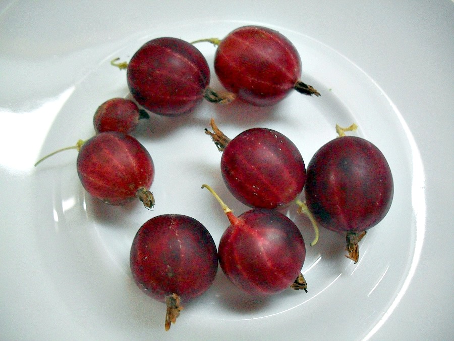 Gaga u kujni: Tart sa ogrozdom