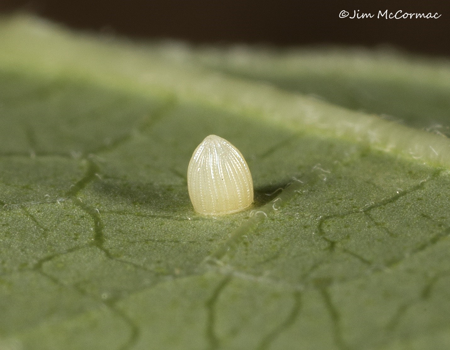 Ohio Birds and Biodiversity: Monarch from egg to butterfly: A pictorial ...
