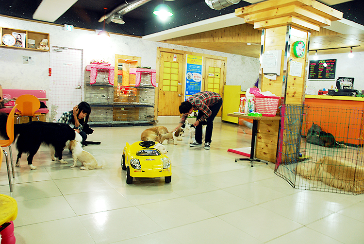 Kai in Korea: Dog Café