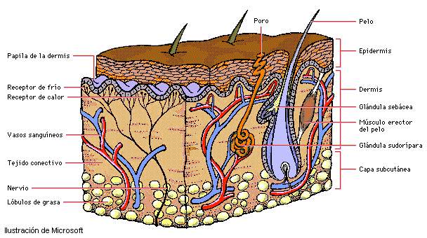 Neuro 3: SISTEMA SOMATOSENCITIVO Y TACTO