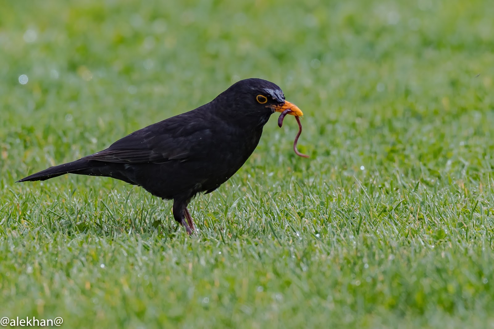 Pájaros, Pajarracos: Mirlo común (ES)