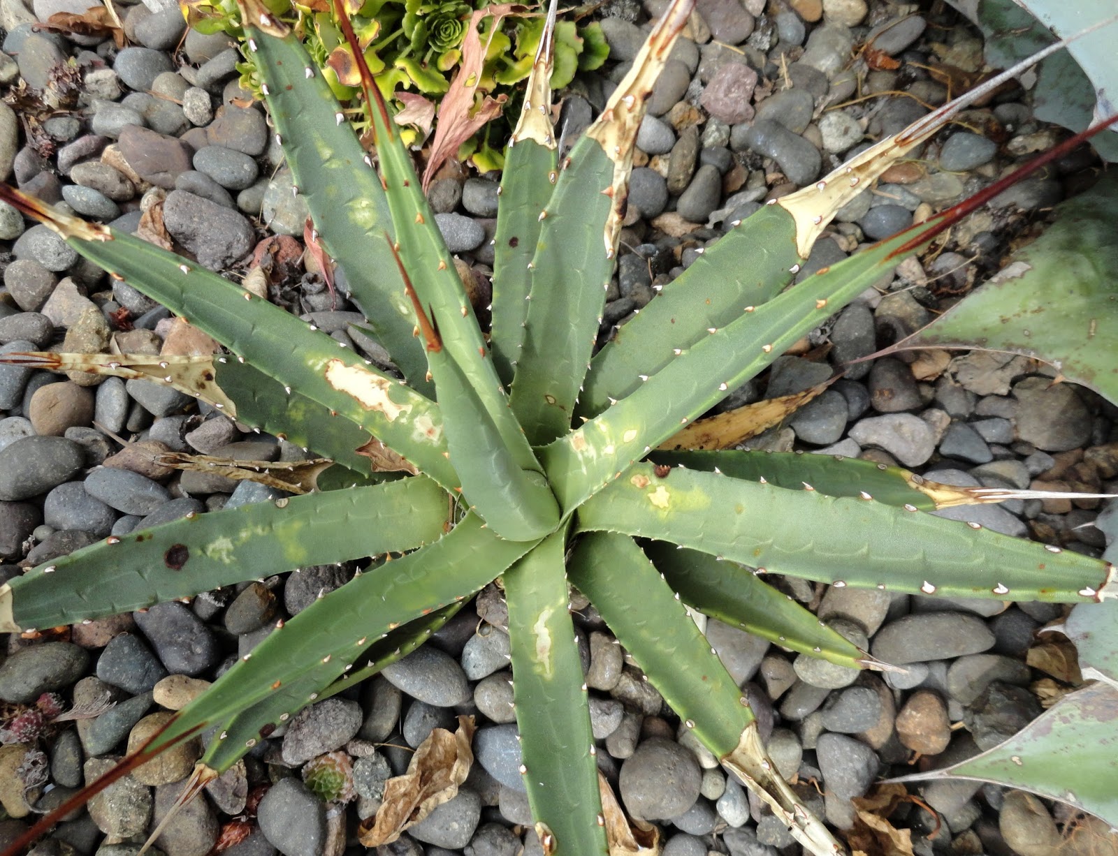 danger garden: Learn from my mistakes #20 Agave Edema (this one hurts)...