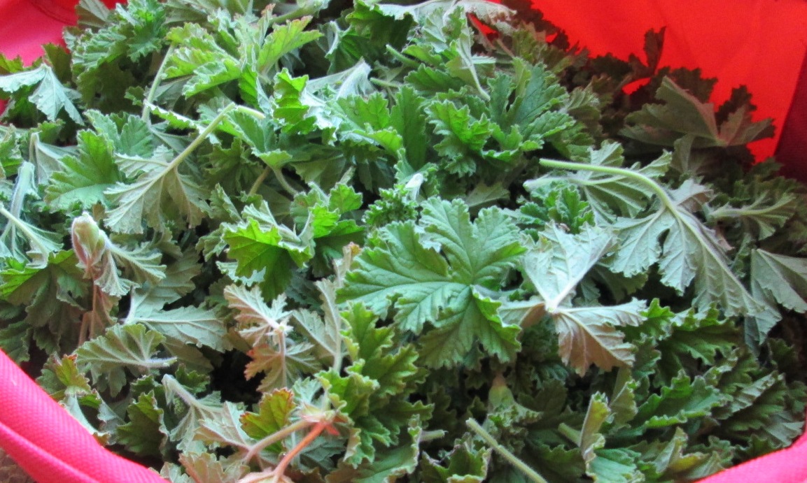 The Essential Herbal Blog: Rose Geranium Treasure Trove
