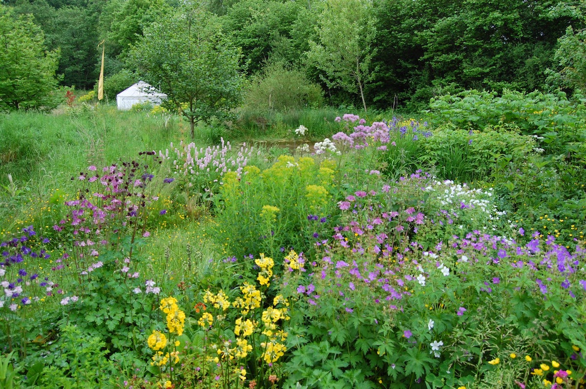 Noel's Garden Blog: Telling the story of UK naturalistic planting to Japan