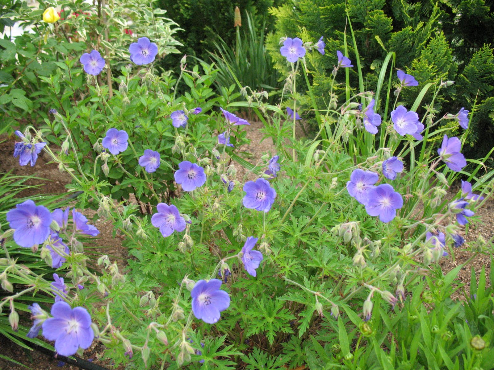 Roses du jardin Chêneland: Géranium "Jolly Bee"