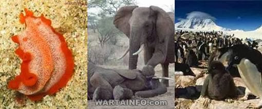 5 Binatang Dengan Perilaku Yang Unik Dan Aneh