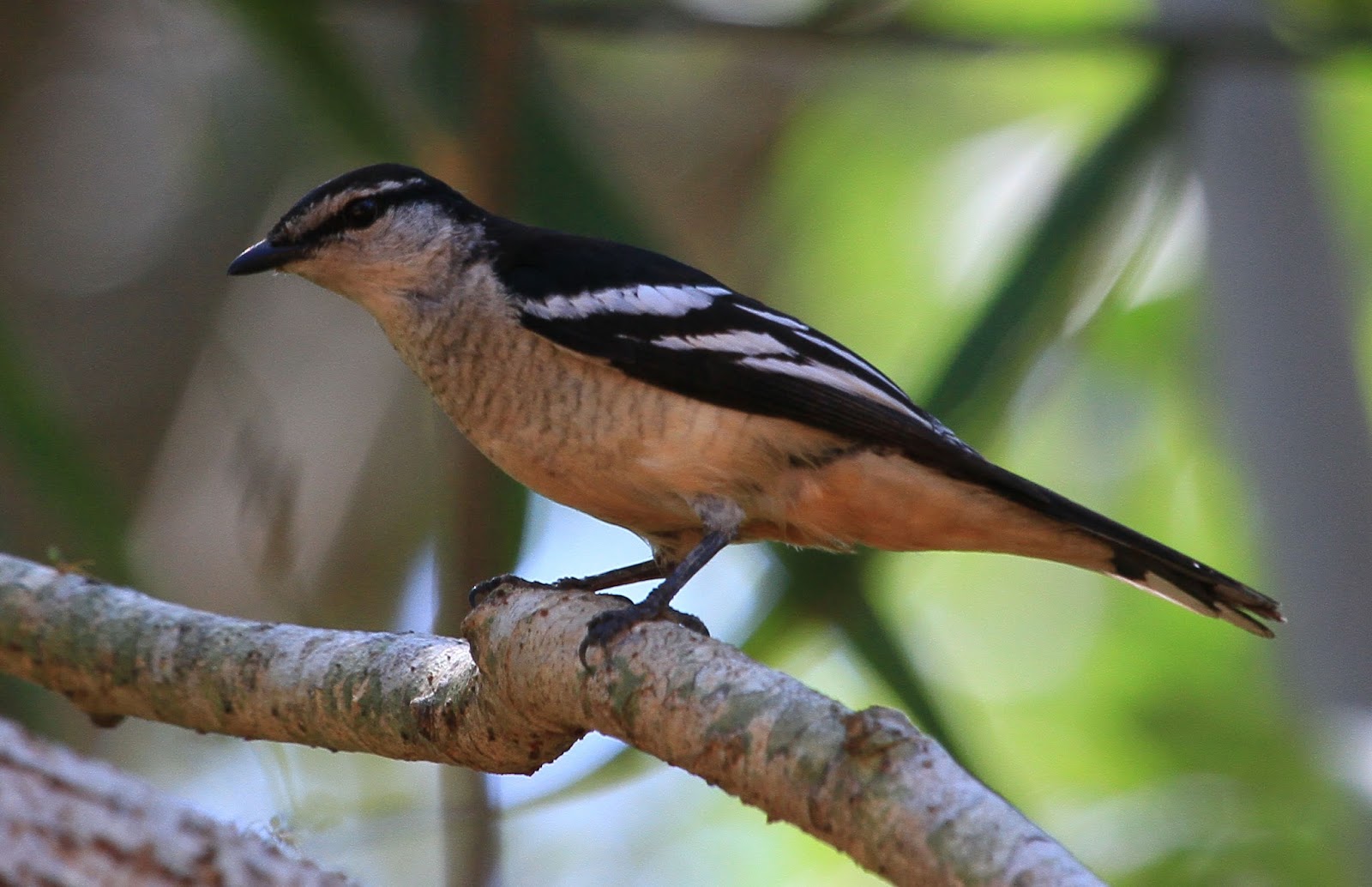 Richard Waring's Birds of Australia: Birds of Darwin - Buffalo Creek ...