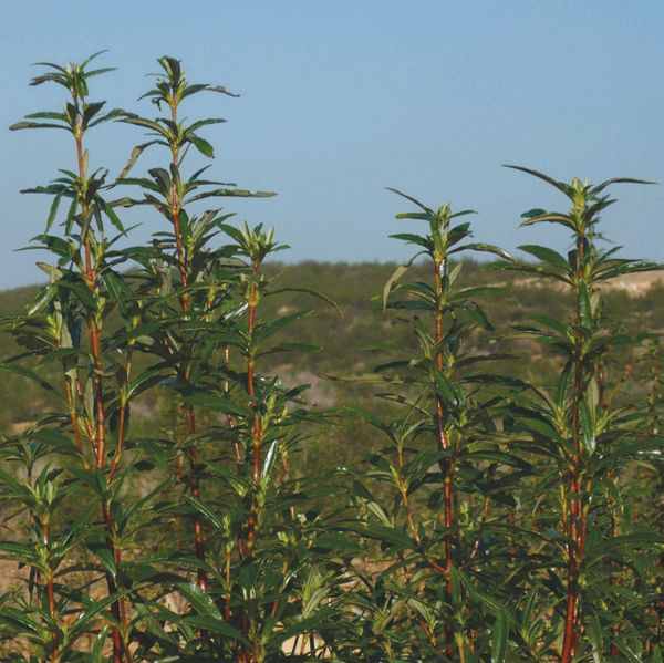 Labdanum or ladanum of Cistus Incanus Creticu / Cistus Incanus Tea from ...