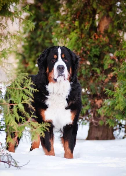 Great Bernese