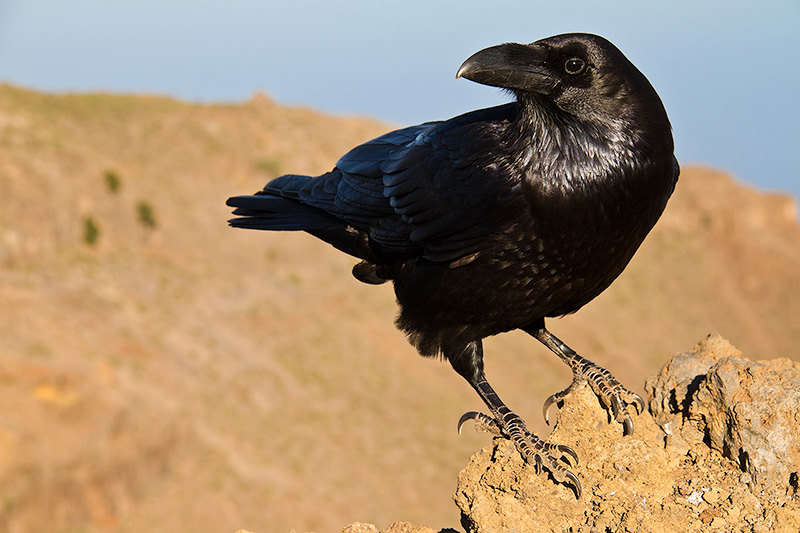 Imágenes de Pájaros: Cuervos