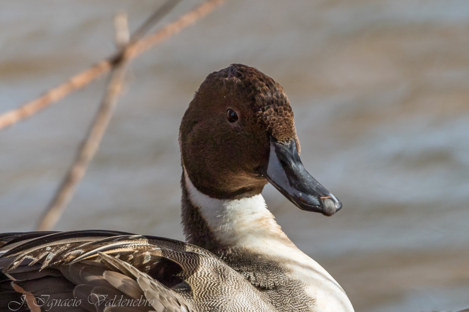 DocNatureBlog: El más elegante y estiloso de los patos europeos. Ánade ...