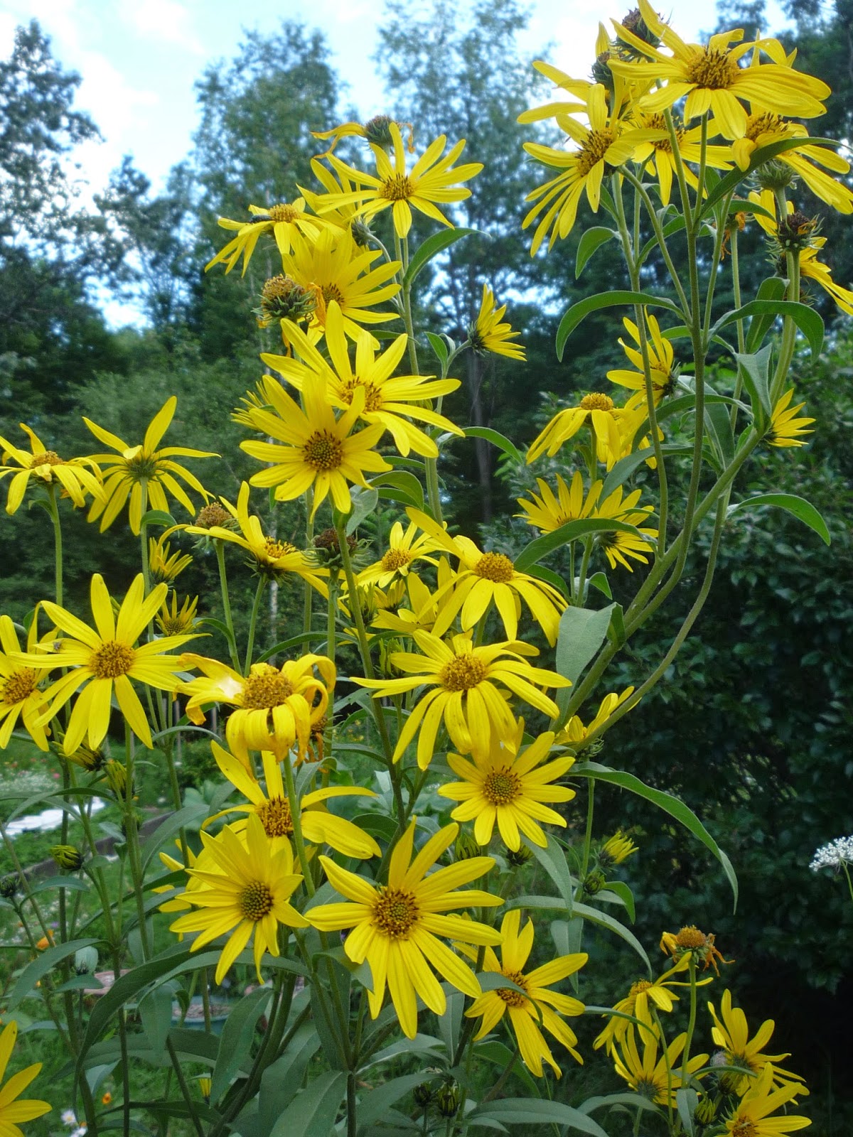 Vermont backyard flowers Aug 2014 | South Burlington, Vermont Photos ...