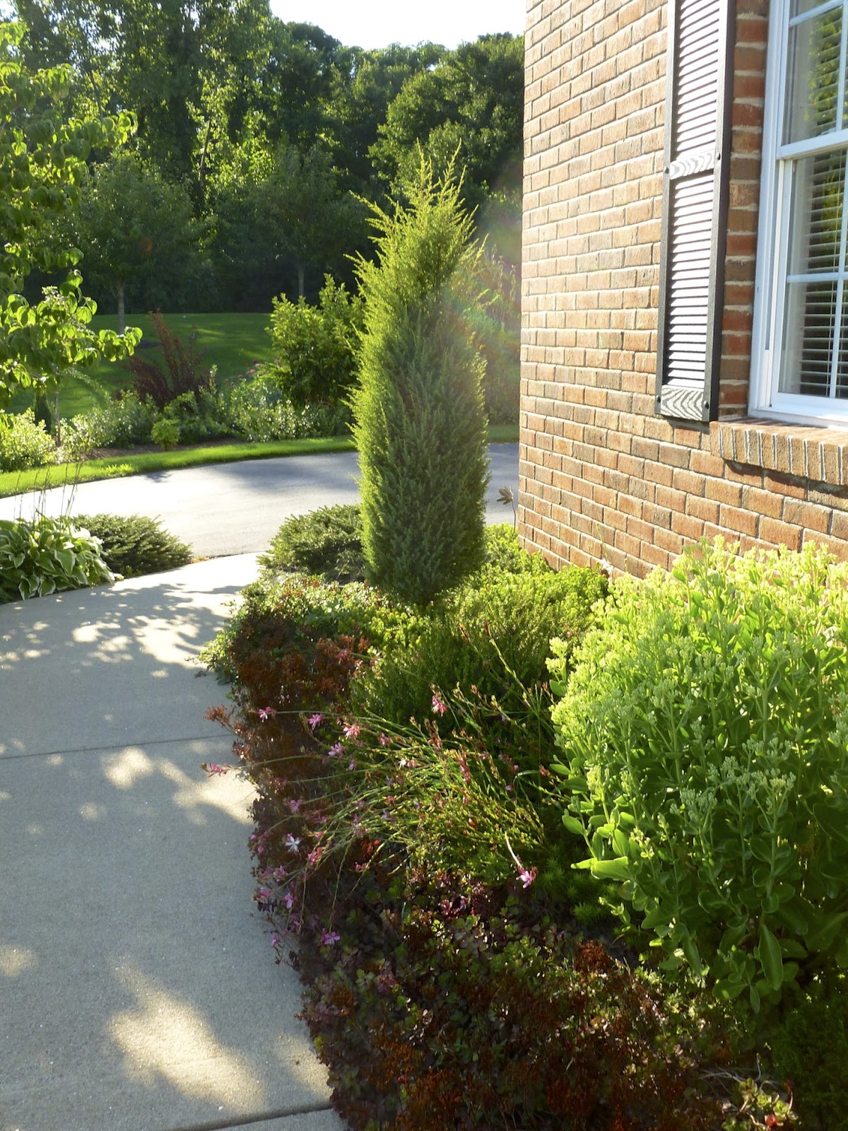 Plant Inventory at 20 Timothy : Juniperus communis / Columnar Juniper