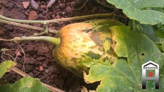 My Mash Melon (Chibud) Story