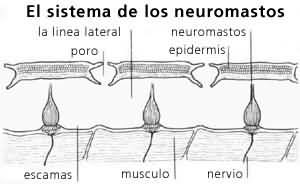 Pesca a mosca: LOS SENTIDOS DE LA TRUCHA