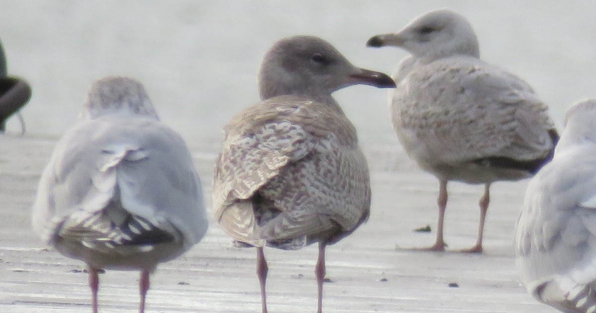Kerry Birding: Glaucous Gull hybrid