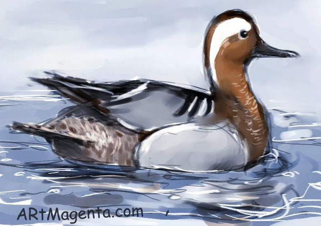 Birds: Garganey