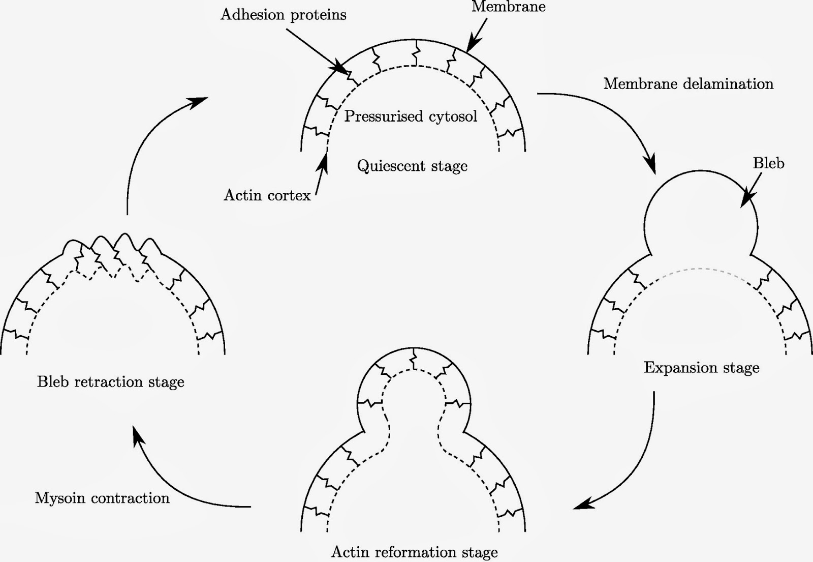 WCMBlog: Blabbing about blebbing: Oxford University’s Mathematical ...