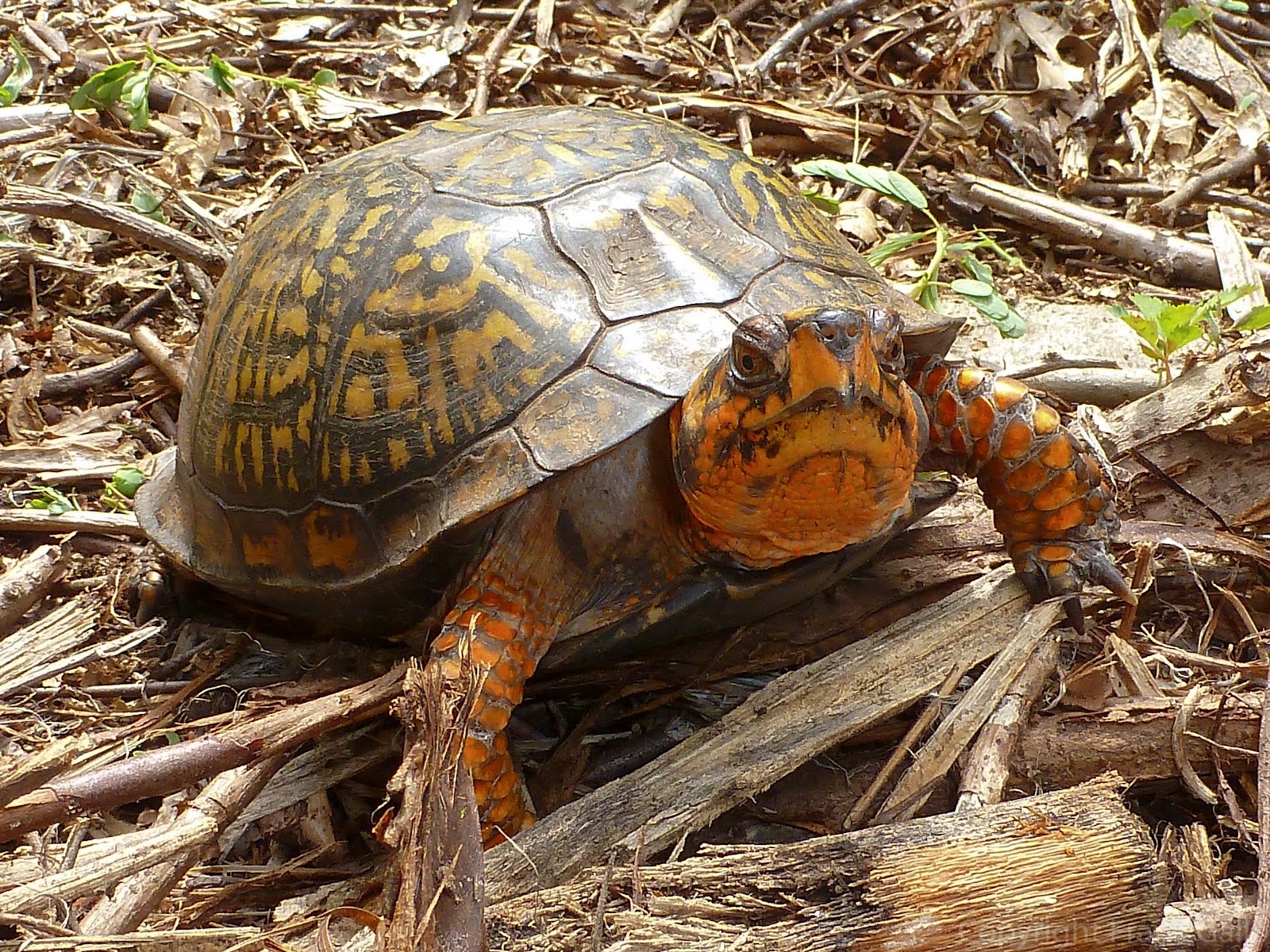 Connecticut Audubon Society: Summer campers visit Trout Brook Valley