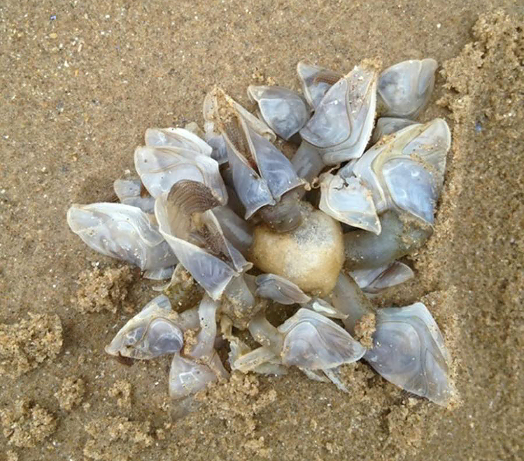 Gower Wildlife: Blue Stalked Barnacles in Caswell Bay