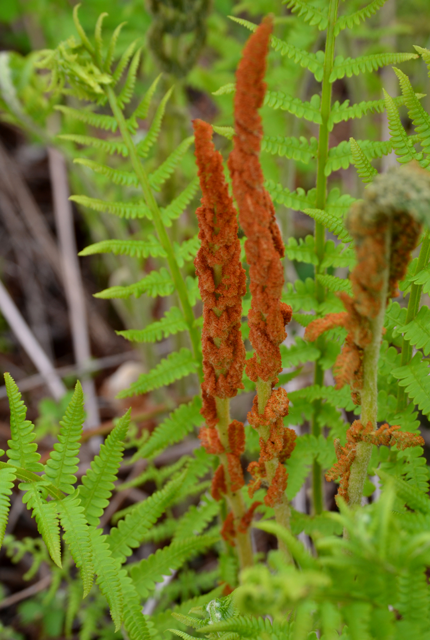 Woods Walks and Wildlife: A Coppery Delight