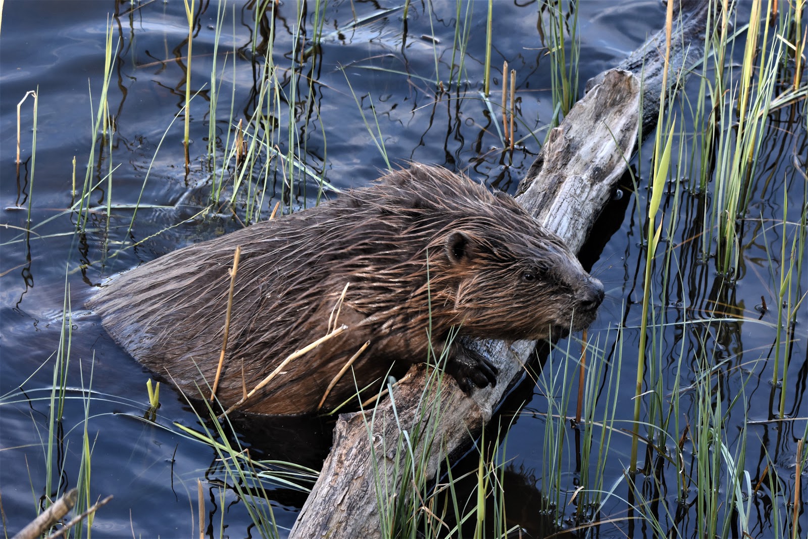 Andrew Robin photography.: Beaver. (Photographed in Scotland.)