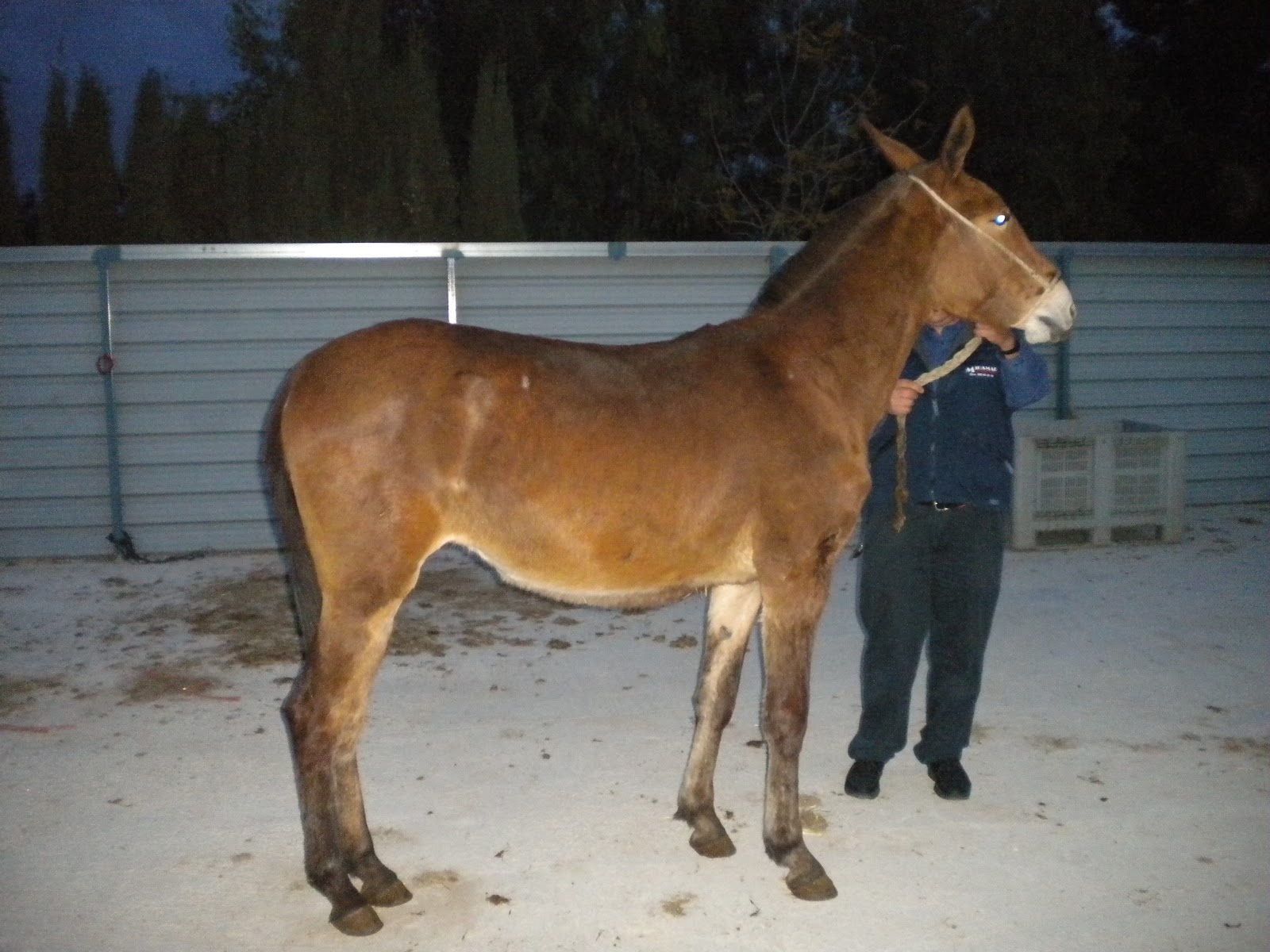 MULAS EN MURCIA: MULA SUPER MANSA