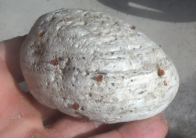 The Treasure Beaches Report Direct From Florida's Treasure Coast.: 2015