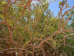 فن الخشب wood art: شجرة الأراك Arak tree