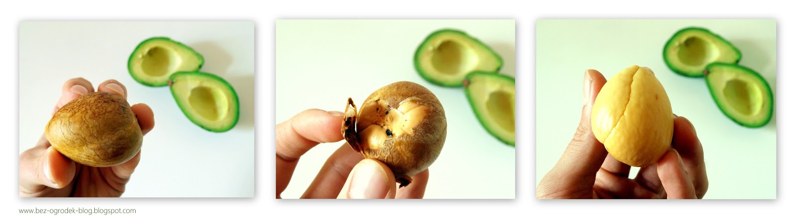 Przepis na awokado z pestki | BEZ OGRÓDEK | blog ogrodniczy