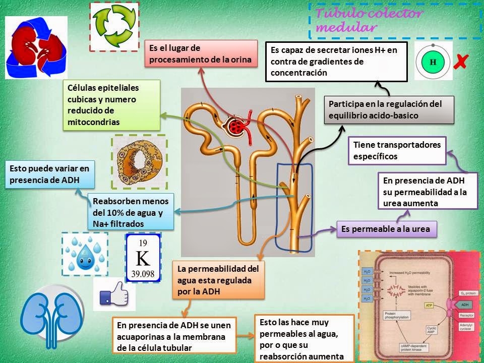 Blog de Fisiología Básica de Rogelio Eduardo Enriquez Lopez : Tubulo ...