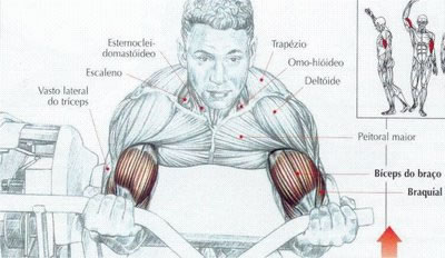Rede Hipertrofia: BÍCEPS - Rosca Scott
