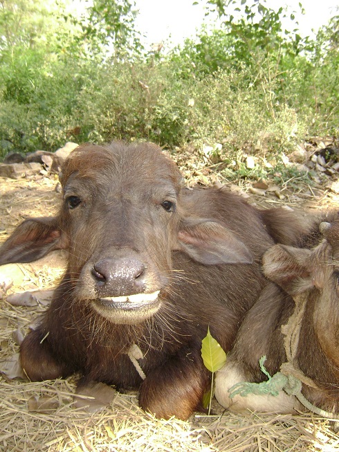 The Learner: The smiling buffalo