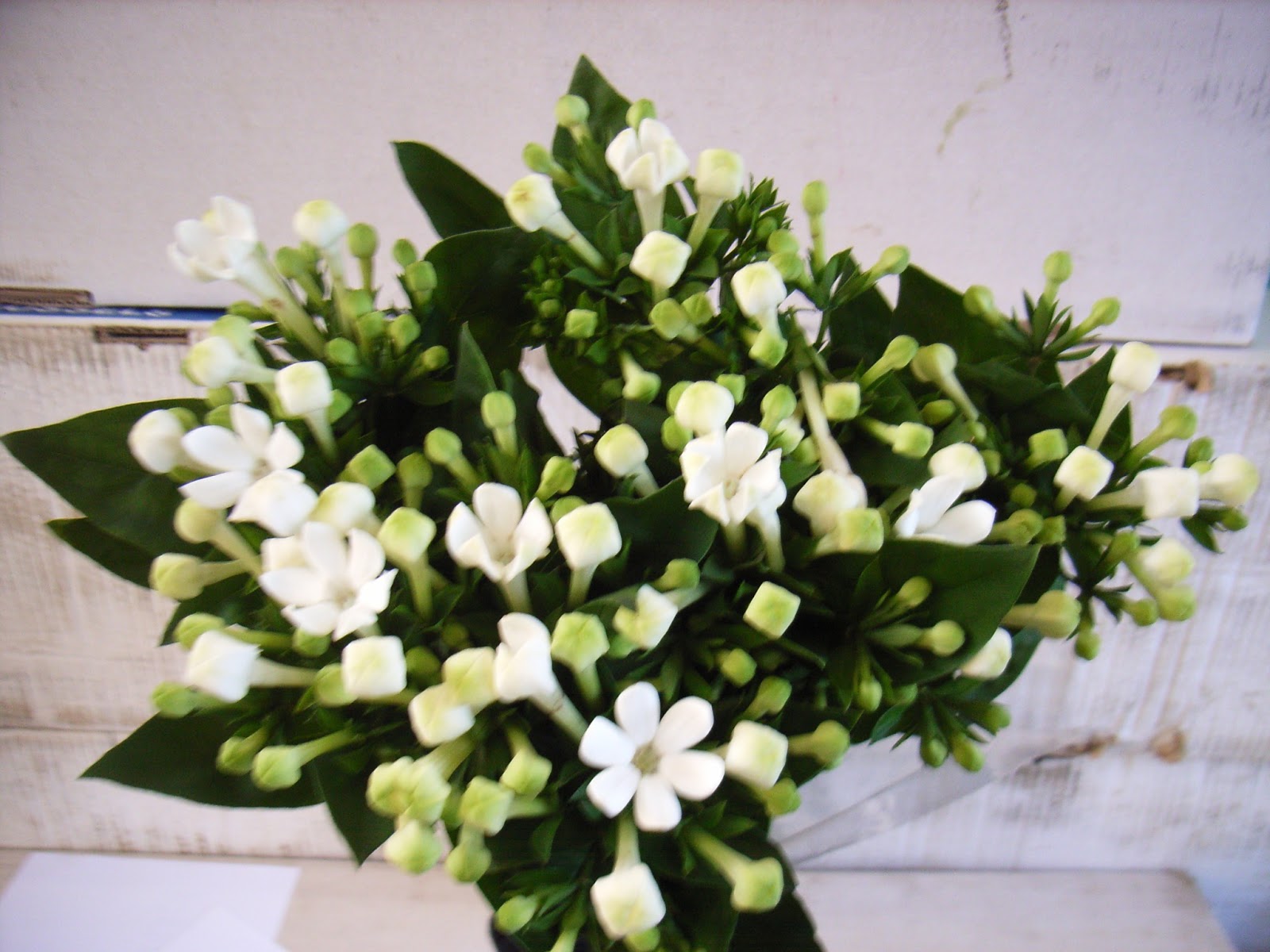 Beauty Of Flowers: Bouvardia