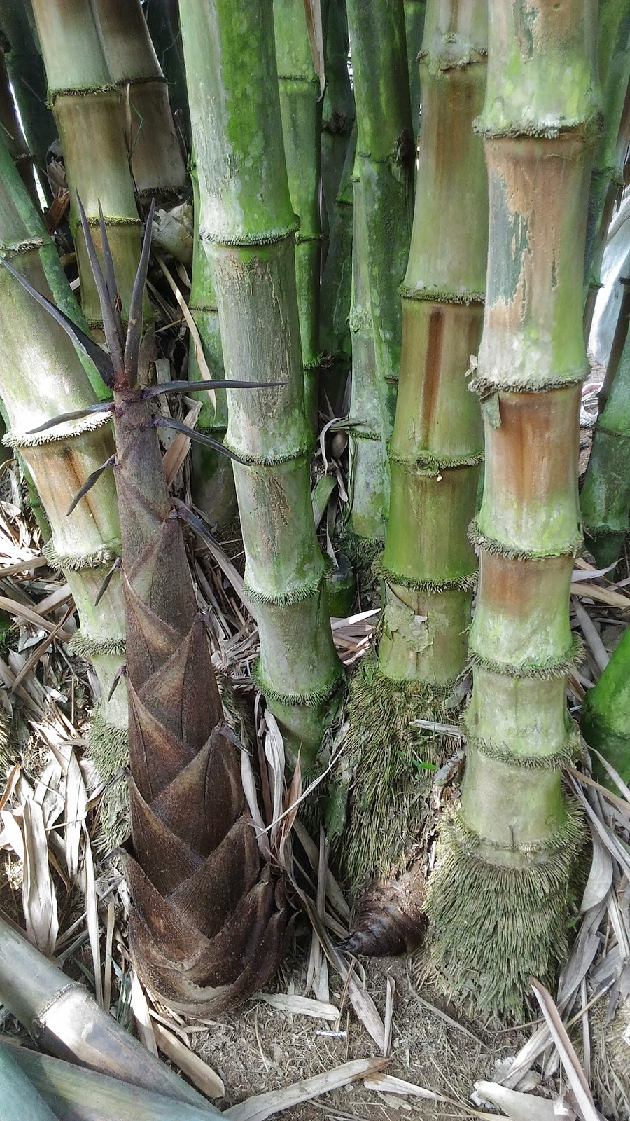 Jual Batang dan Bibit Bambu: 2016