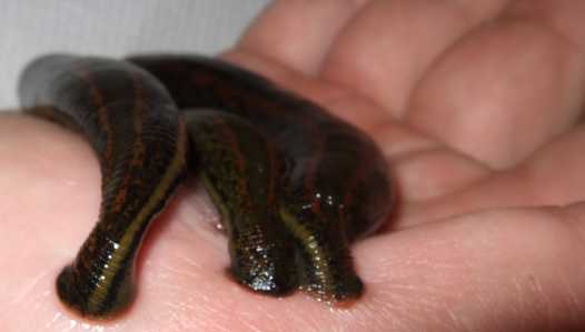 Leeches: The truth about Leech Bite